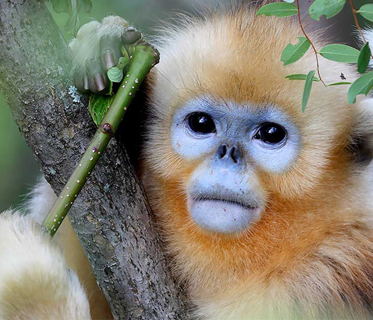 Novogene Reveals The Whole-Genome of Golden Snub-Nosed Monkey - Novogene